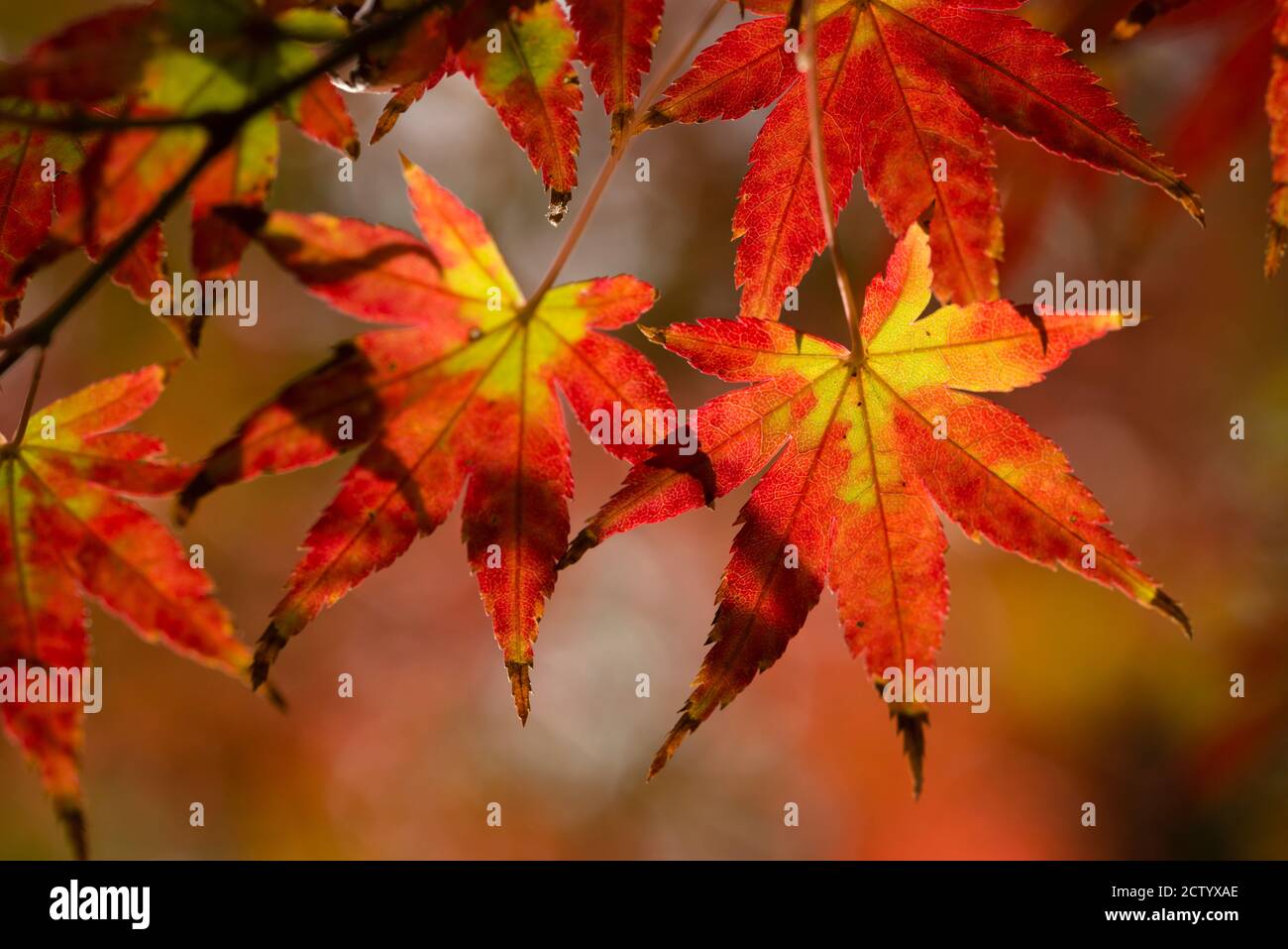 Autumnal foliage of ornamental Maple tree, Acer palmatum Stock Photo ...