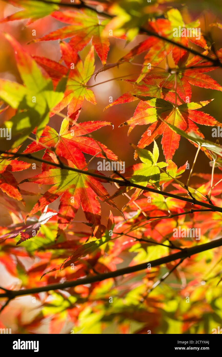 Autumnal foliage of ornamental Maple tree, Acer palmatum Stock Photo ...