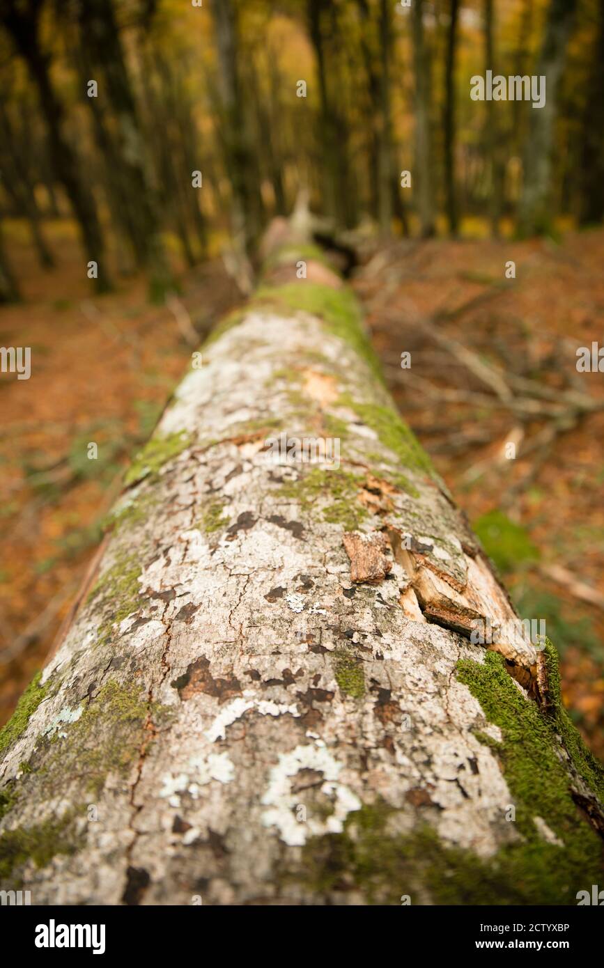 Fallen beech tree trunk hi-res stock photography and images - Alamy