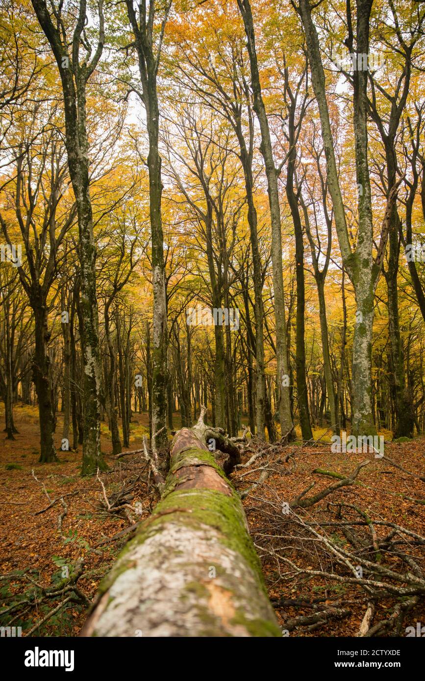 Fallen beech tree trunk hi-res stock photography and images - Alamy