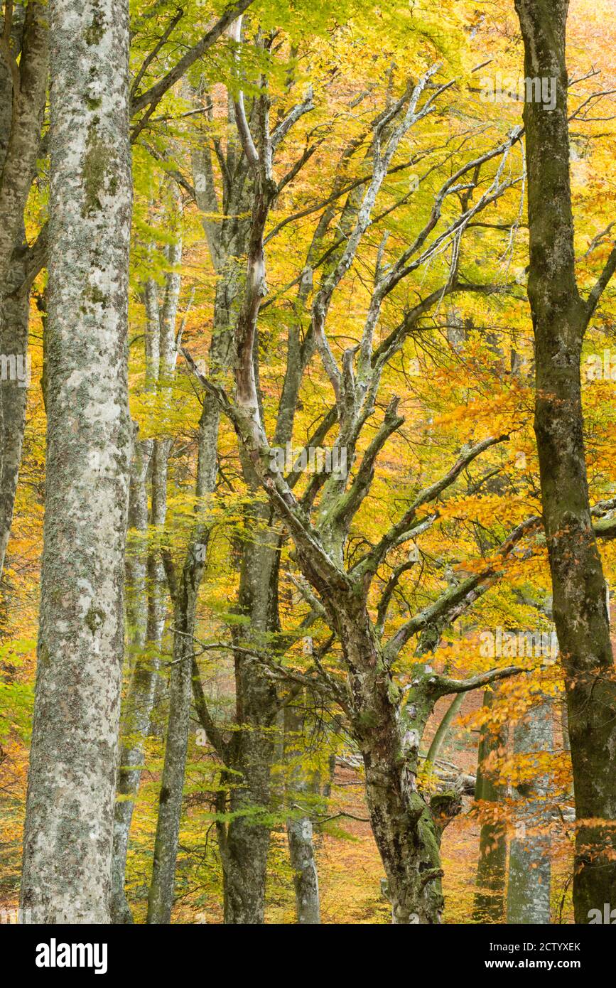 Ancient beech tree forest in Italy, Mount Cimino, UNESCO World Heritage ...