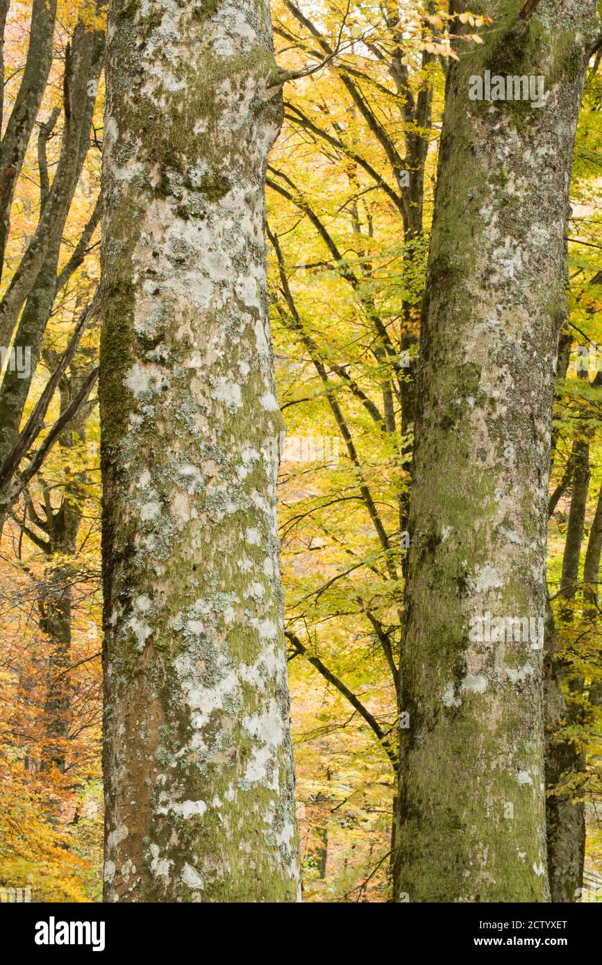 Ancient beech tree forest in Italy, Mount Cimino, UNESCO World Heritage ...