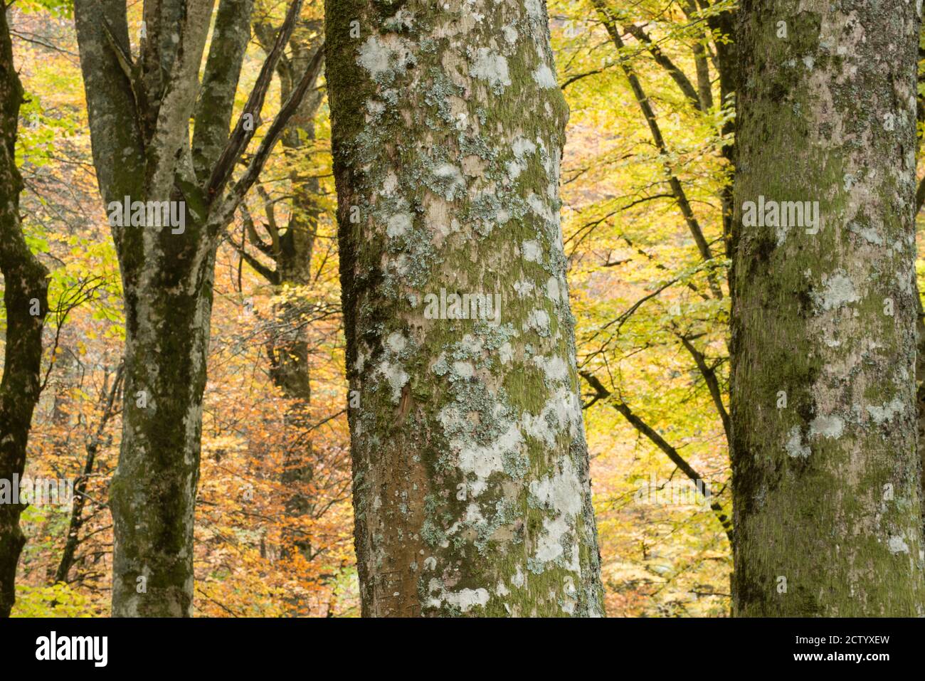 Ancient beech tree forest in Italy, Mount Cimino, UNESCO World Heritage ...