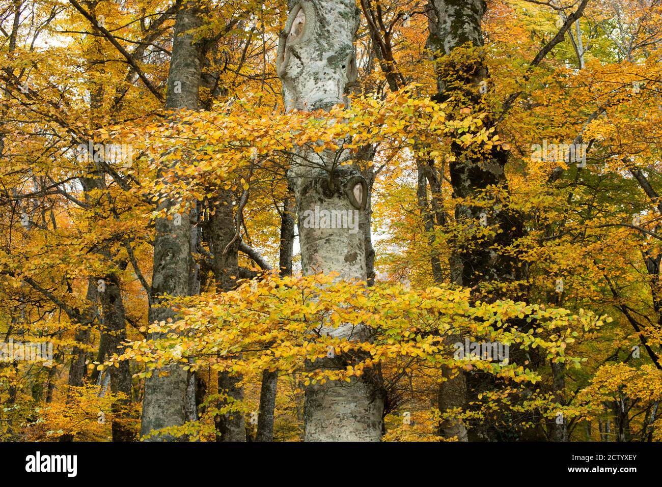 Ancient beech tree forest in Italy, Mount Cimino, UNESCO World Heritage ...
