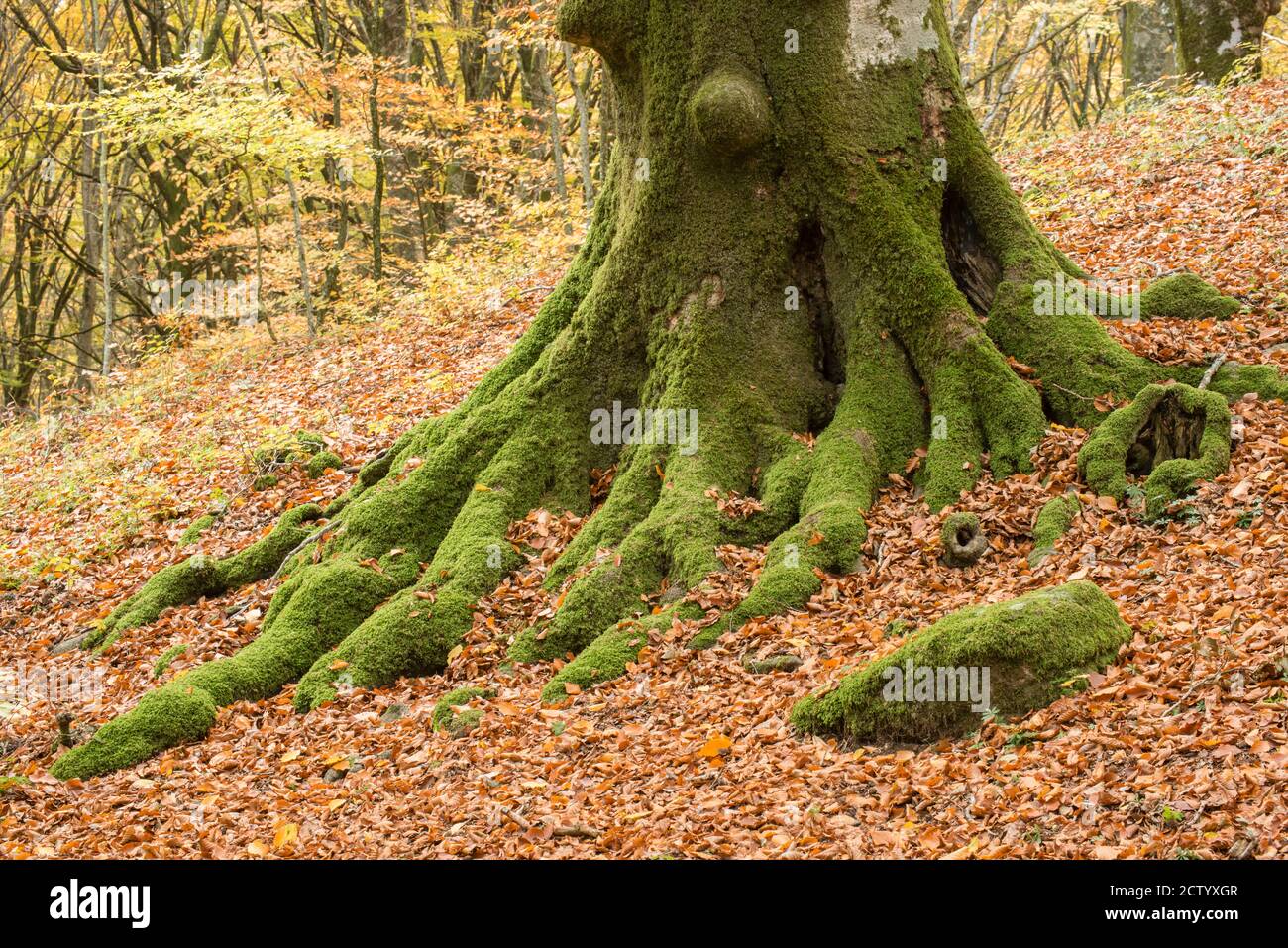 Ancient beech tree forest in Italy, Mount Cimino, UNESCO World Heritage ...
