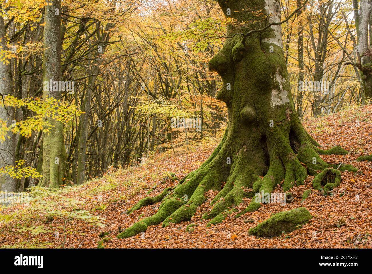 Ancient beech tree forest in Italy, Mount Cimino, UNESCO World Heritage ...