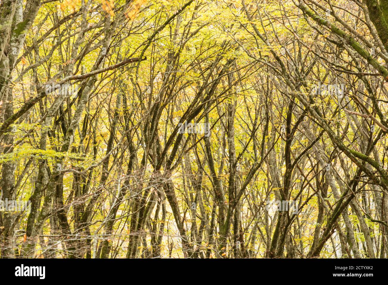 Ancient beech tree forest in Italy, Mount Cimino, UNESCO World Heritage ...