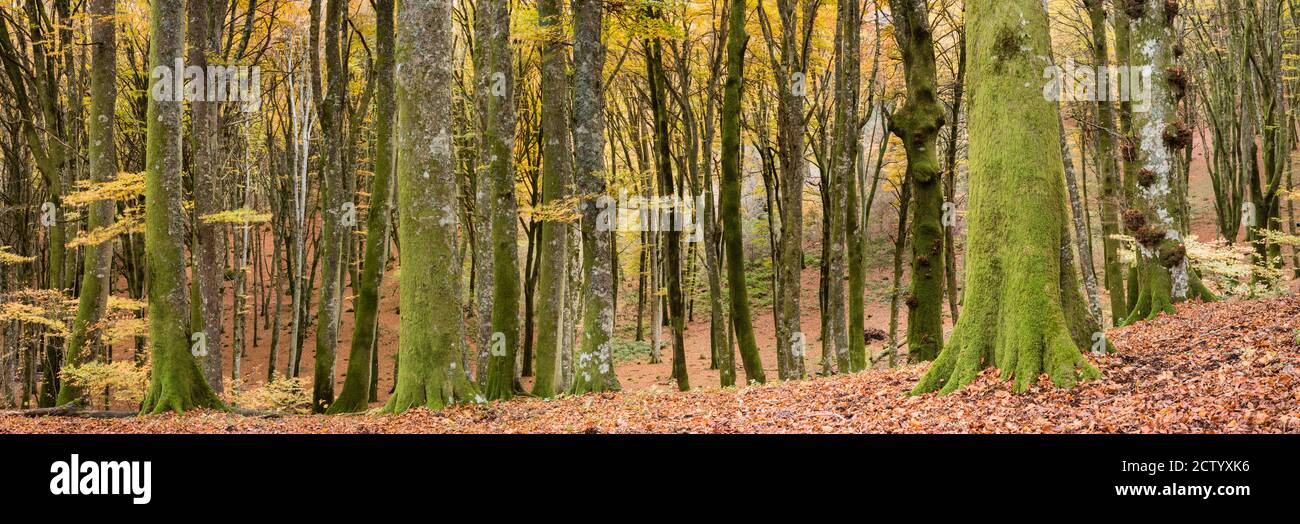 Ancient beech tree forest in Italy, Mount Cimino, UNESCO World Heritage ...