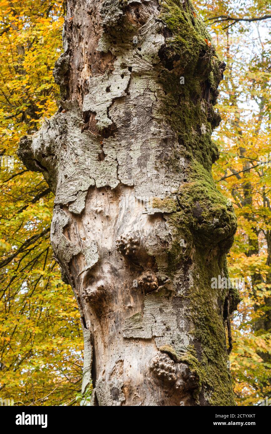 Ancient beech tree forest in Italy, Mount Cimino, UNESCO World Heritage Nature Site Stock Photo ...