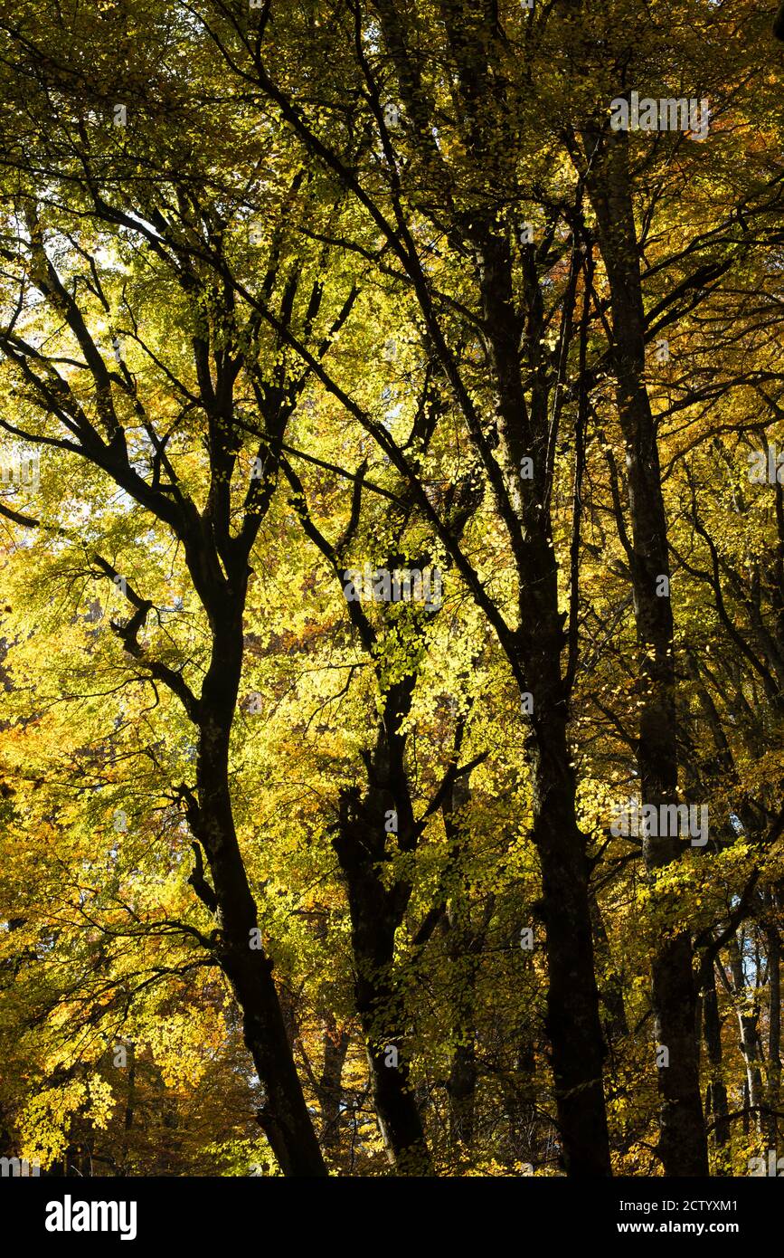 Ancient beech tree forest in Italy, Mount Cimino, UNESCO World Heritage ...