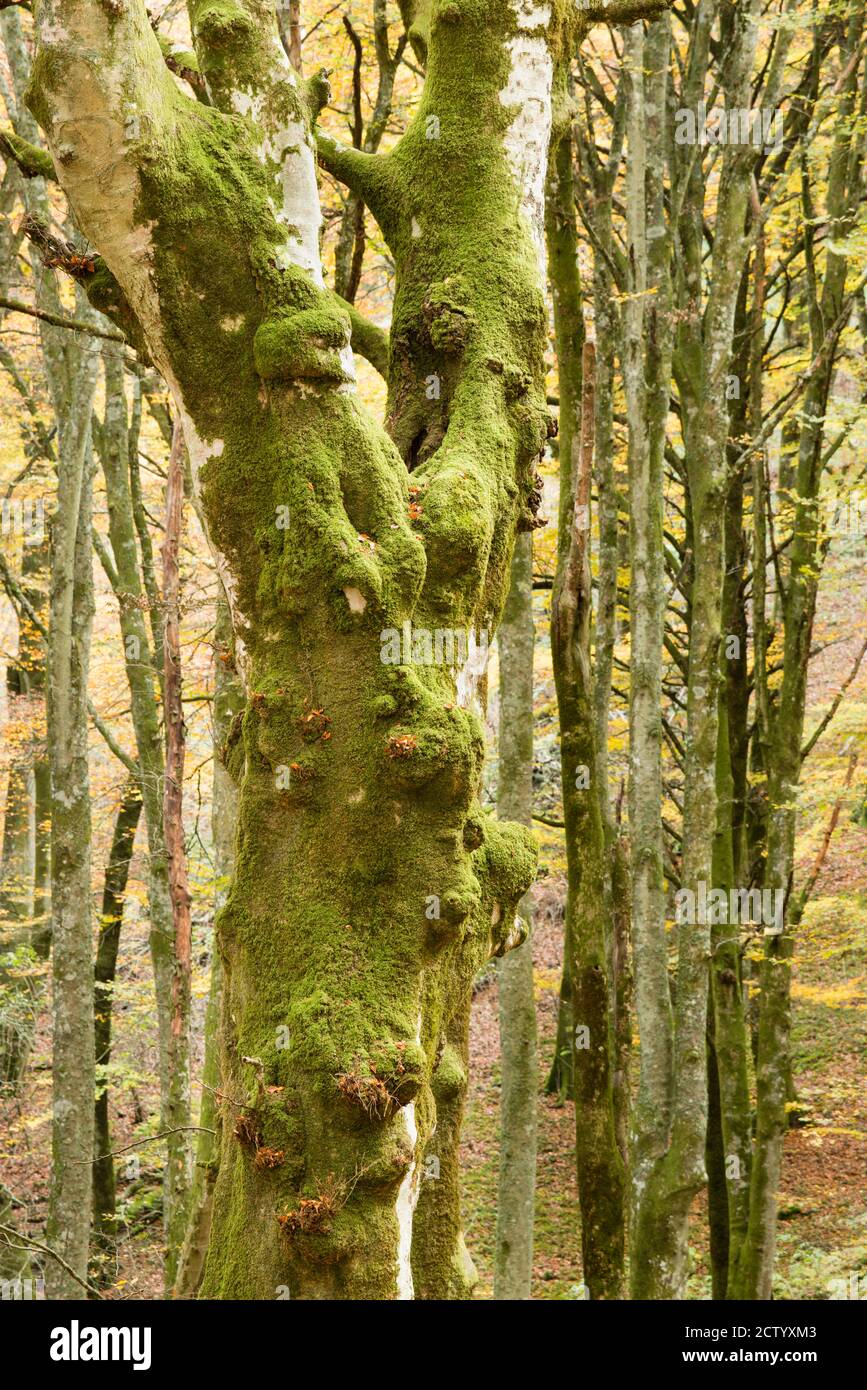 Ancient beech tree forest in Italy, Mount Cimino, UNESCO World Heritage ...