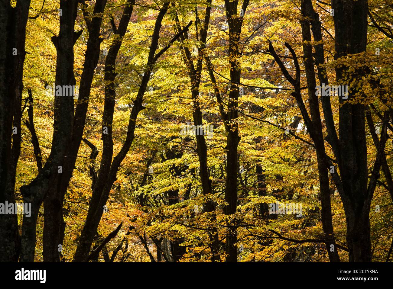 Ancient beech tree forest in Italy, Mount Cimino, UNESCO World Heritage ...