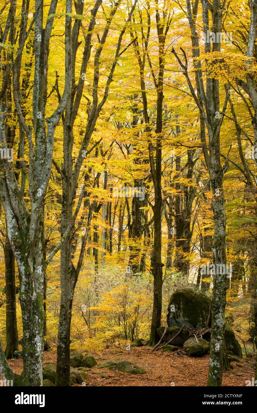 Ancient beech tree forest in Italy, Mount Cimino, UNESCO World Heritage ...