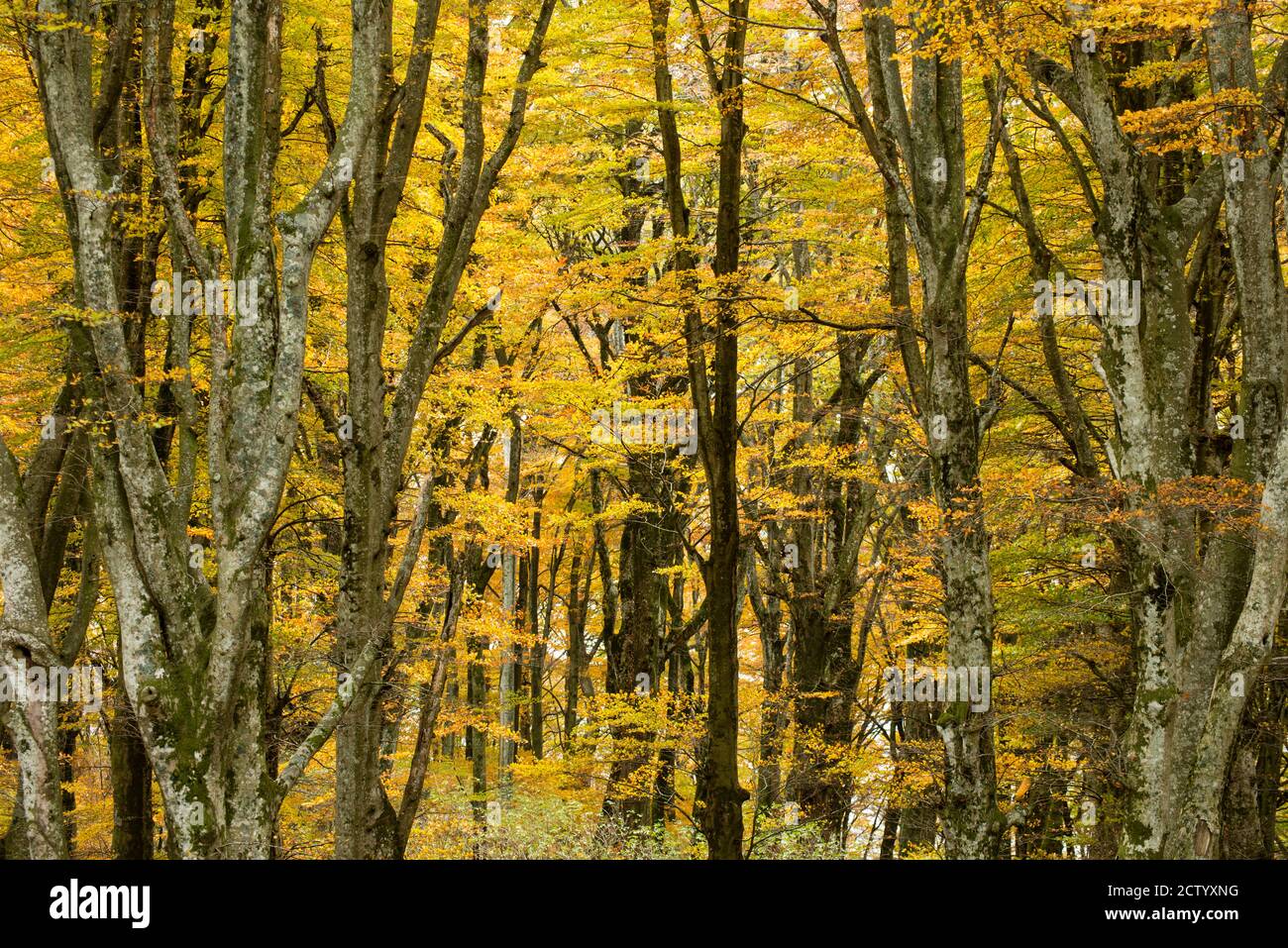 Ancient beech tree forest in Italy, Mount Cimino, UNESCO World Heritage ...