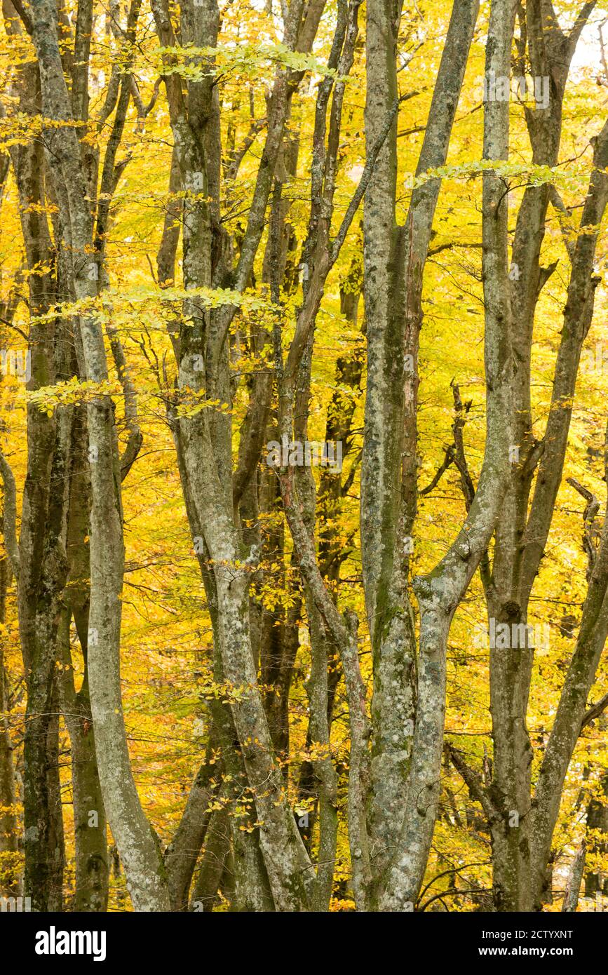 Ancient beech tree forest in Italy, Mount Cimino, UNESCO World Heritage ...