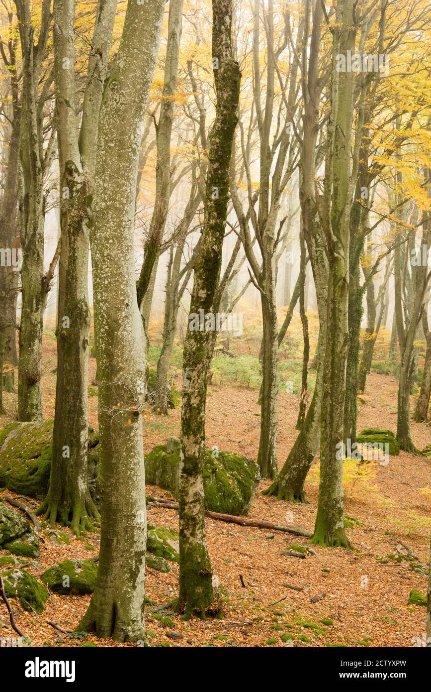 Ancient beech tree forest in Italy, Mount Cimino, UNESCO World Heritage ...