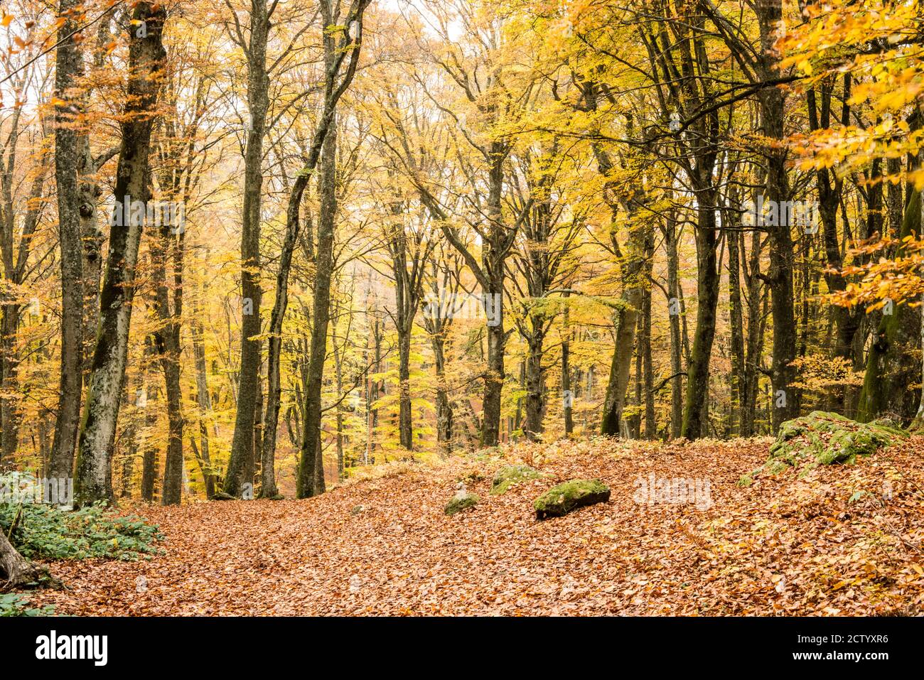Ancient beech tree forest in Italy, Mount Cimino, UNESCO World Heritage ...