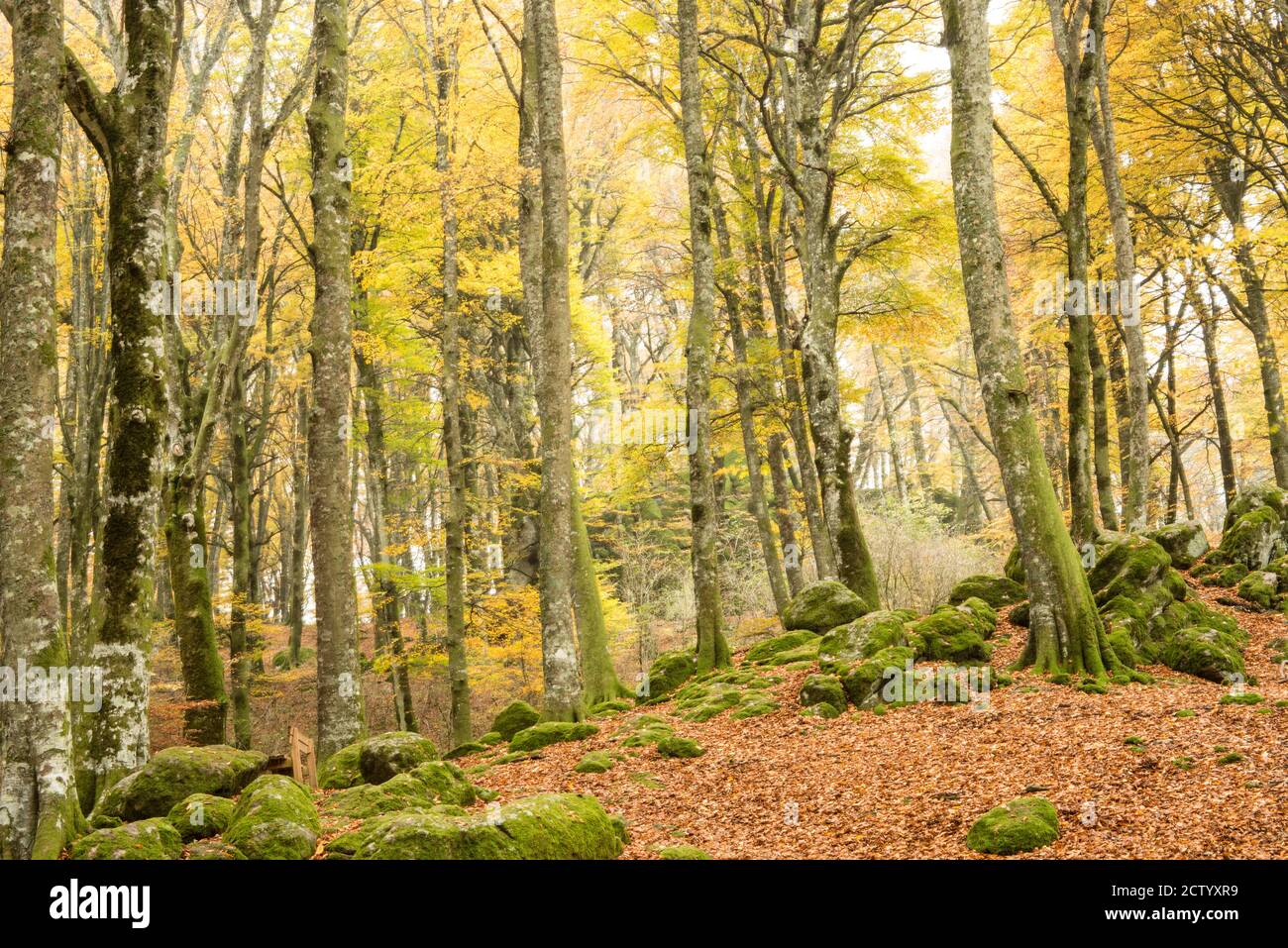 Ancient beech tree forest in Italy, Mount Cimino, UNESCO World Heritage ...