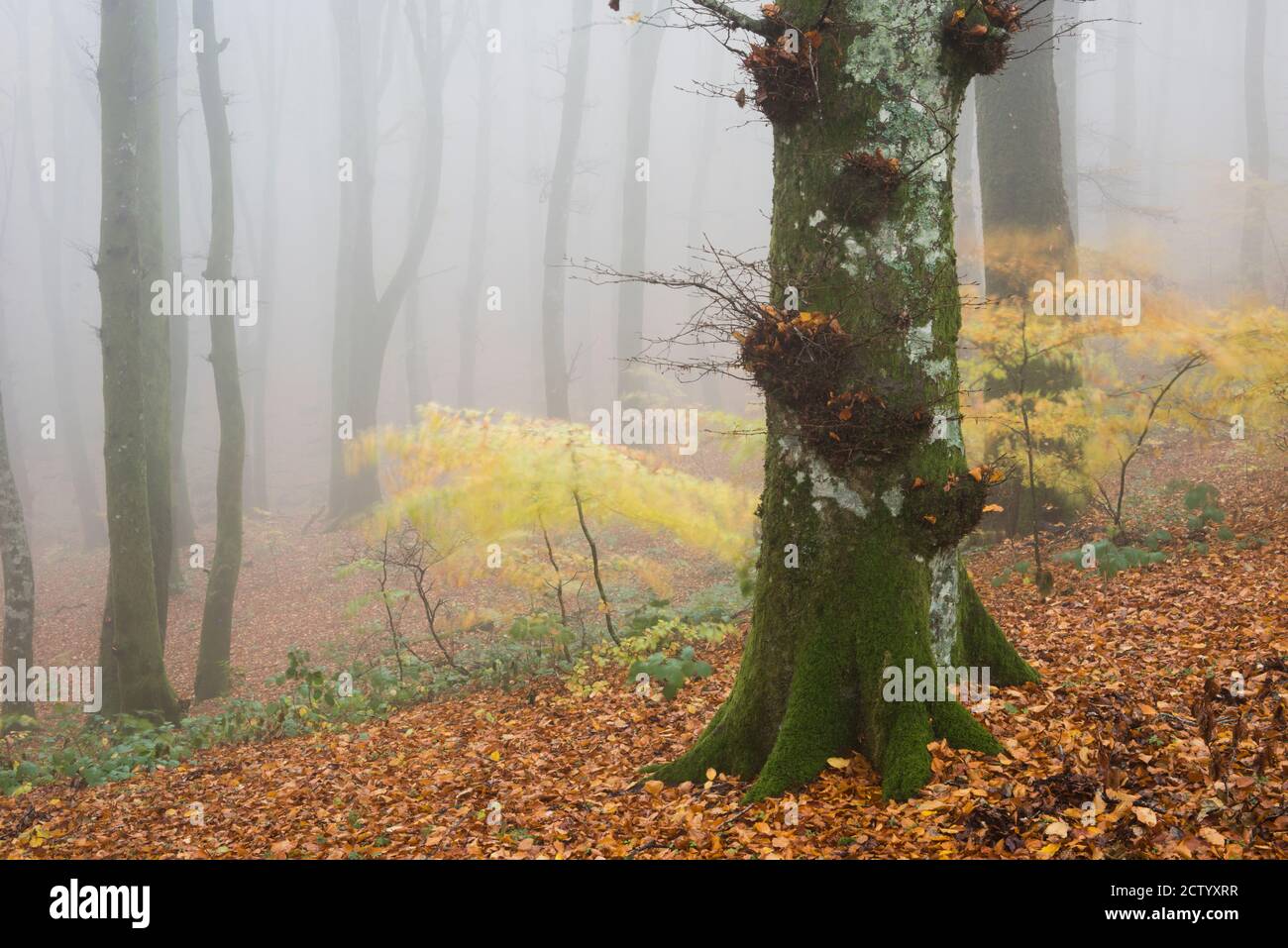 Ancient beech tree forest in Italy, Mount Cimino, UNESCO World Heritage ...