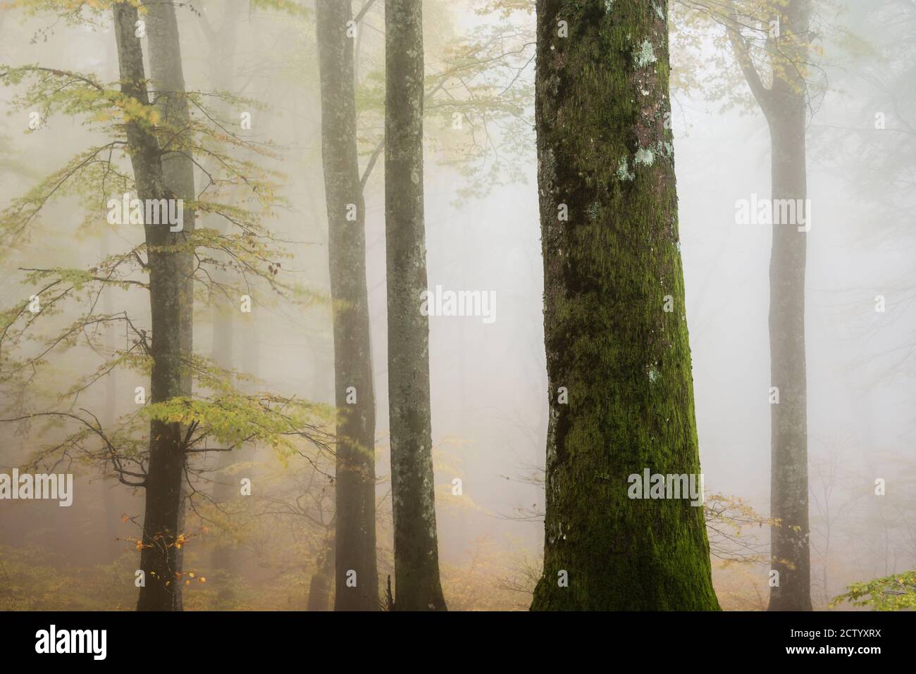 Ancient beech tree forest in Italy, Mount Cimino, UNESCO World Heritage ...