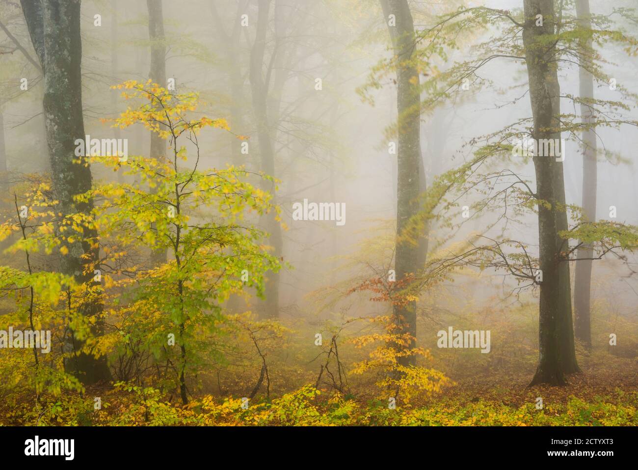 Ancient beech tree forest in Italy, Mount Cimino, UNESCO World Heritage ...