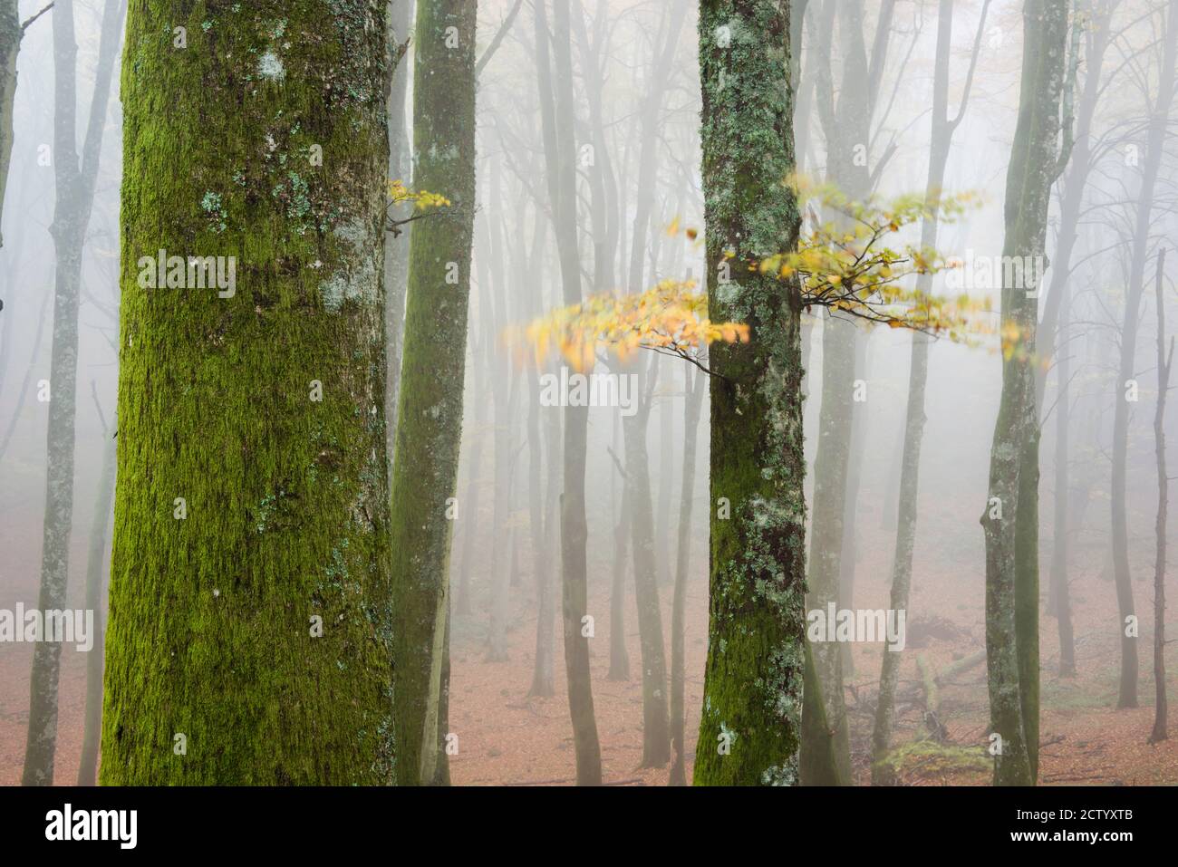 Ancient beech tree forest in Italy, Mount Cimino, UNESCO World Heritage ...