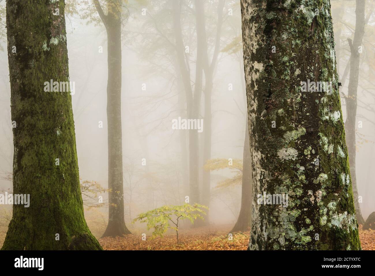 Ancient beech tree forest in Italy, Mount Cimino, UNESCO World Heritage ...