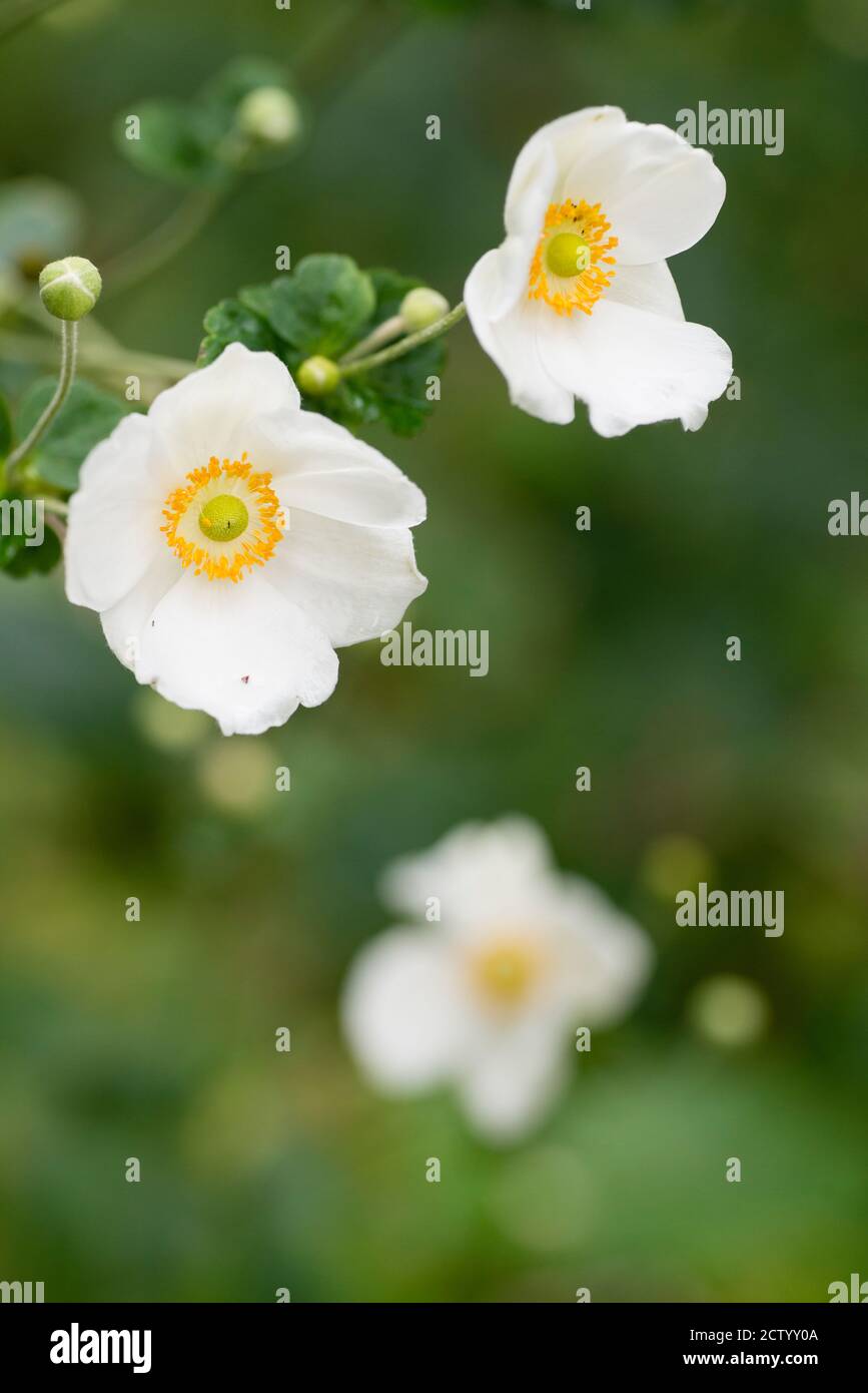 White flowers of autumnal ranunculus plants Stock Photo - Alamy