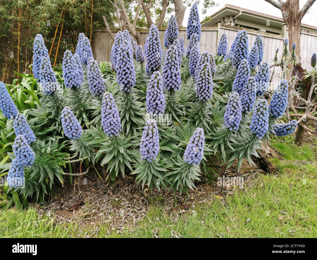 Closeup of Pride of Madeira plants Stock Photo - Alamy