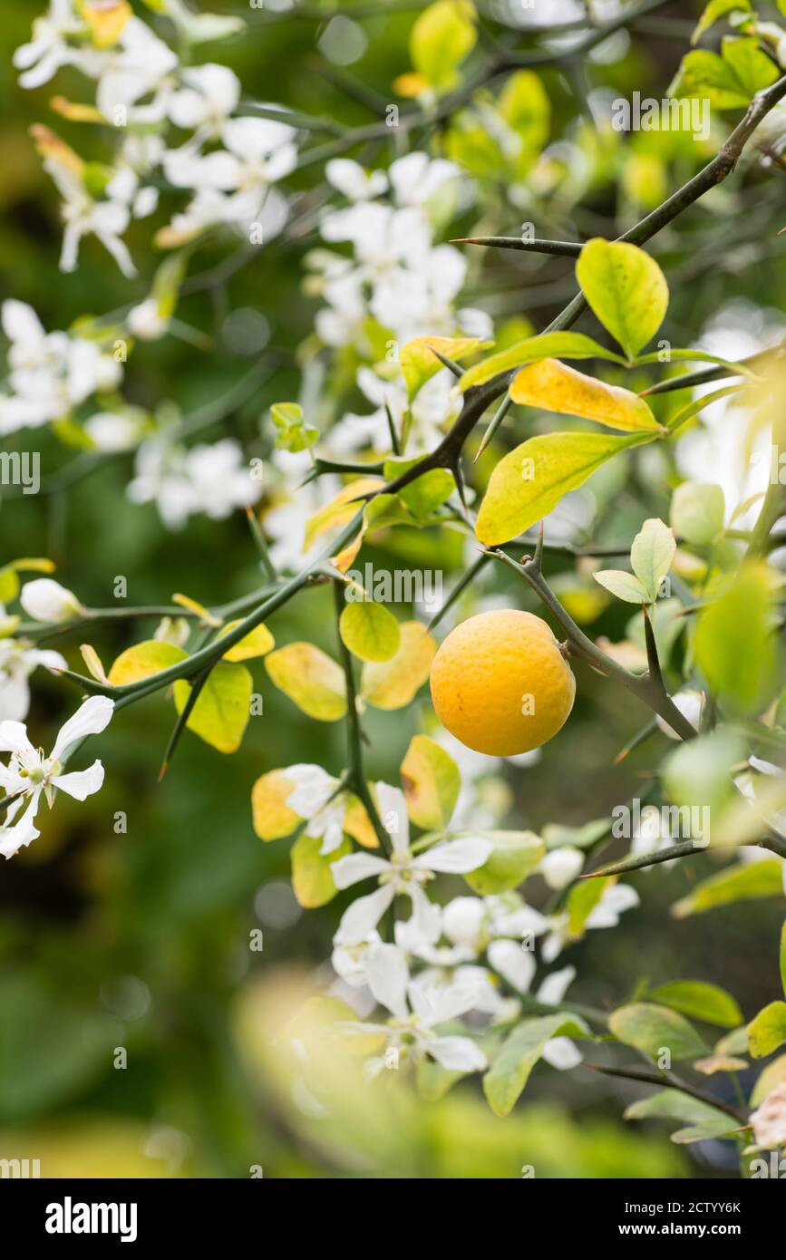 Fruits and flowers of trifoliate orange tree Citrus Stock Photo - Alamy