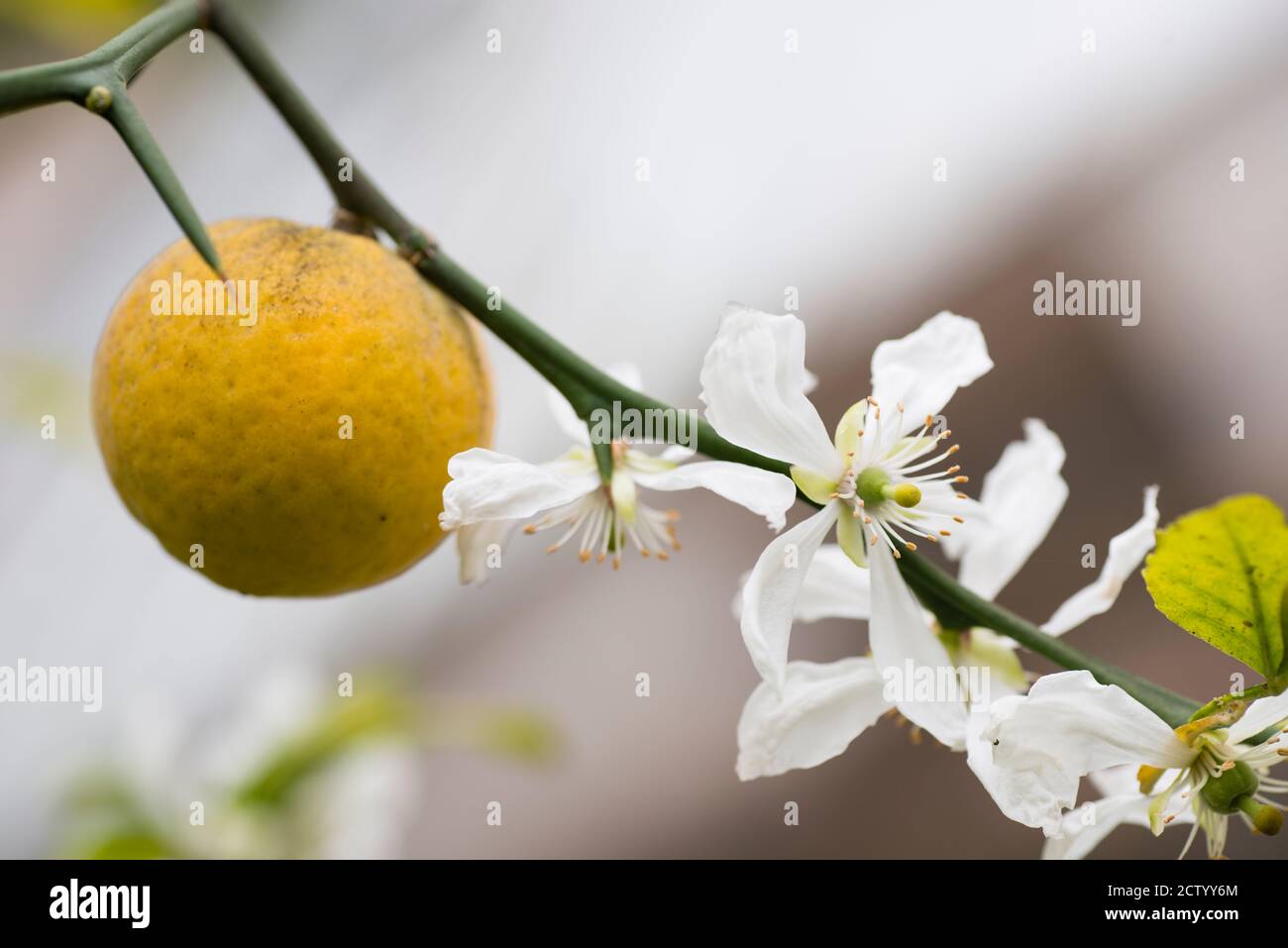 Fruits and flowers of trifoliate orange tree Citrus Stock Photo - Alamy