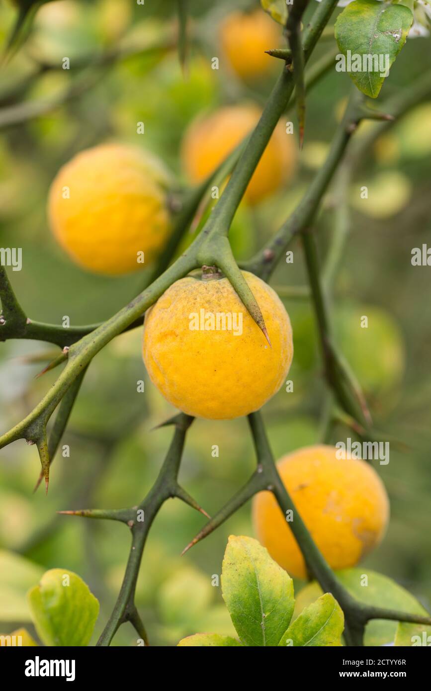 Fruits and flowers of trifoliate orange tree Citrus Stock Photo - Alamy