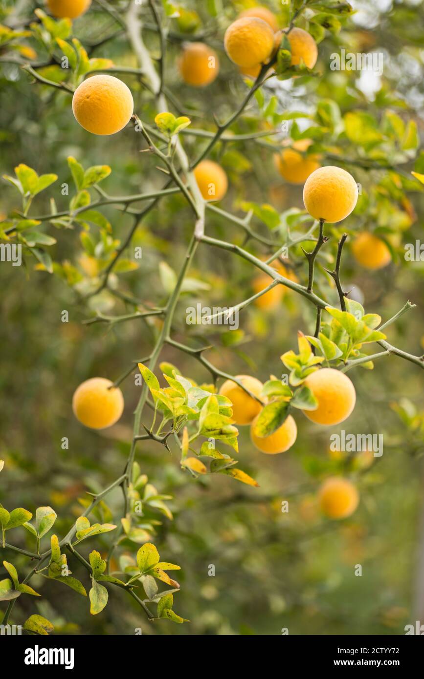 Fruits and flowers of trifoliate orange tree Citrus Stock Photo - Alamy