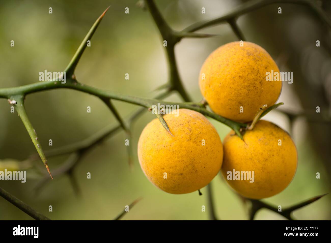 Fruits and flowers of trifoliate orange tree Citrus Stock Photo - Alamy