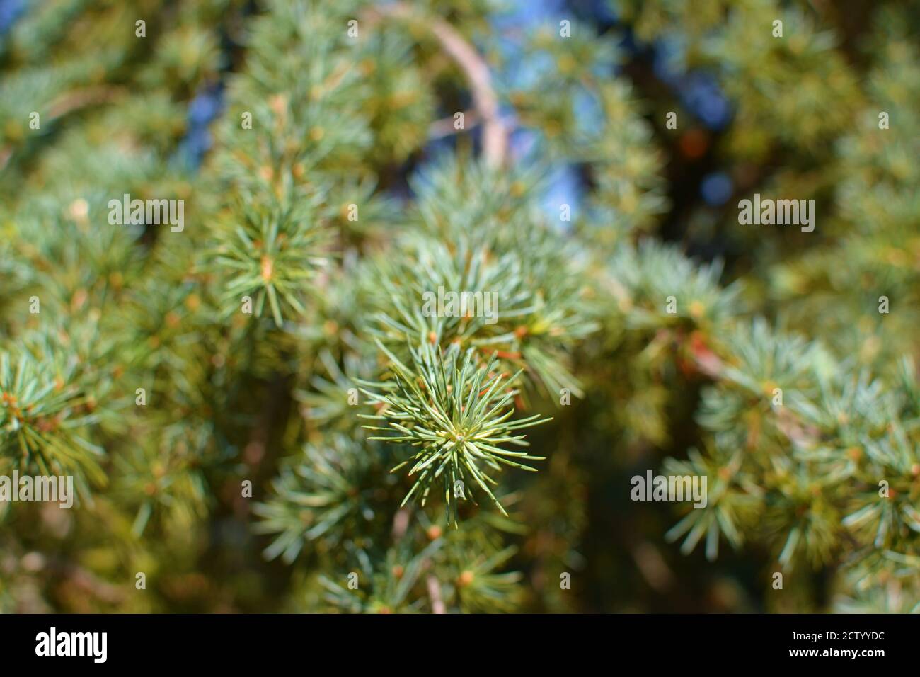 Detail of a needle-like tree Stock Photo - Alamy