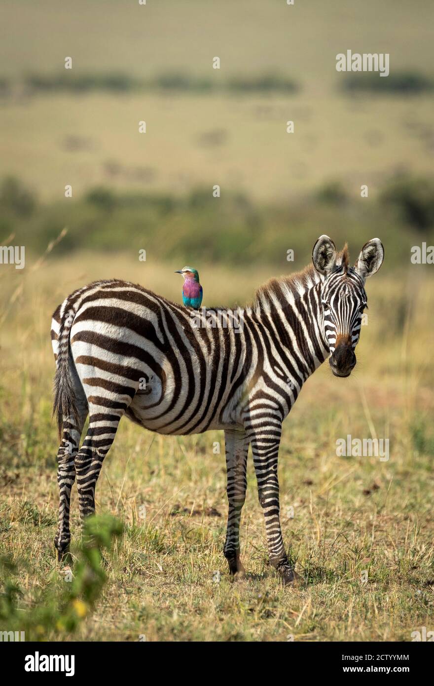 Baby Zebra Silhouette