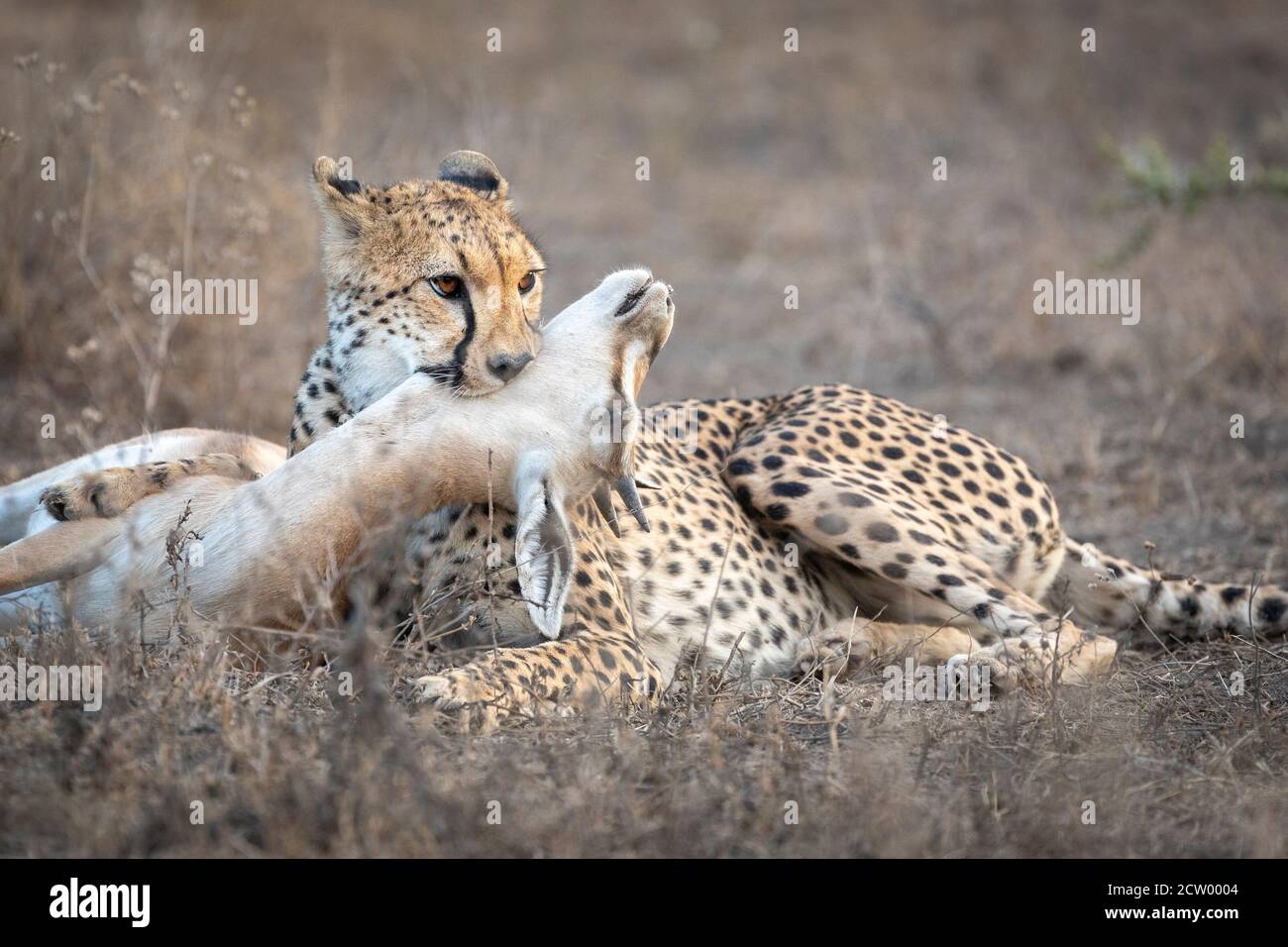 Cheetah killing an antelope in Ndutu in Tanzania Stock Photo - Alamy
