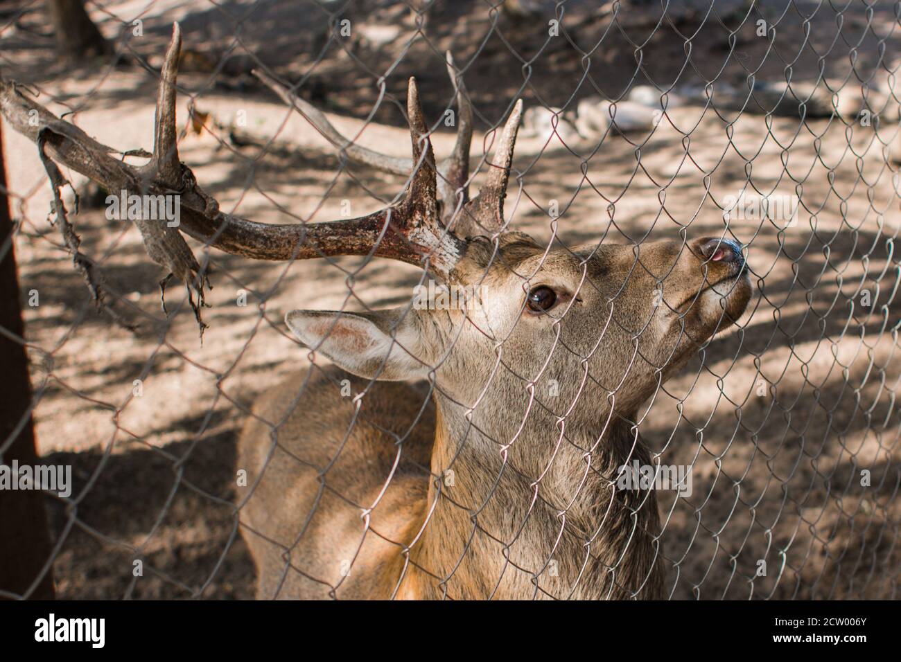 Closeup deer behind fence hi-res stock photography and images - Alamy