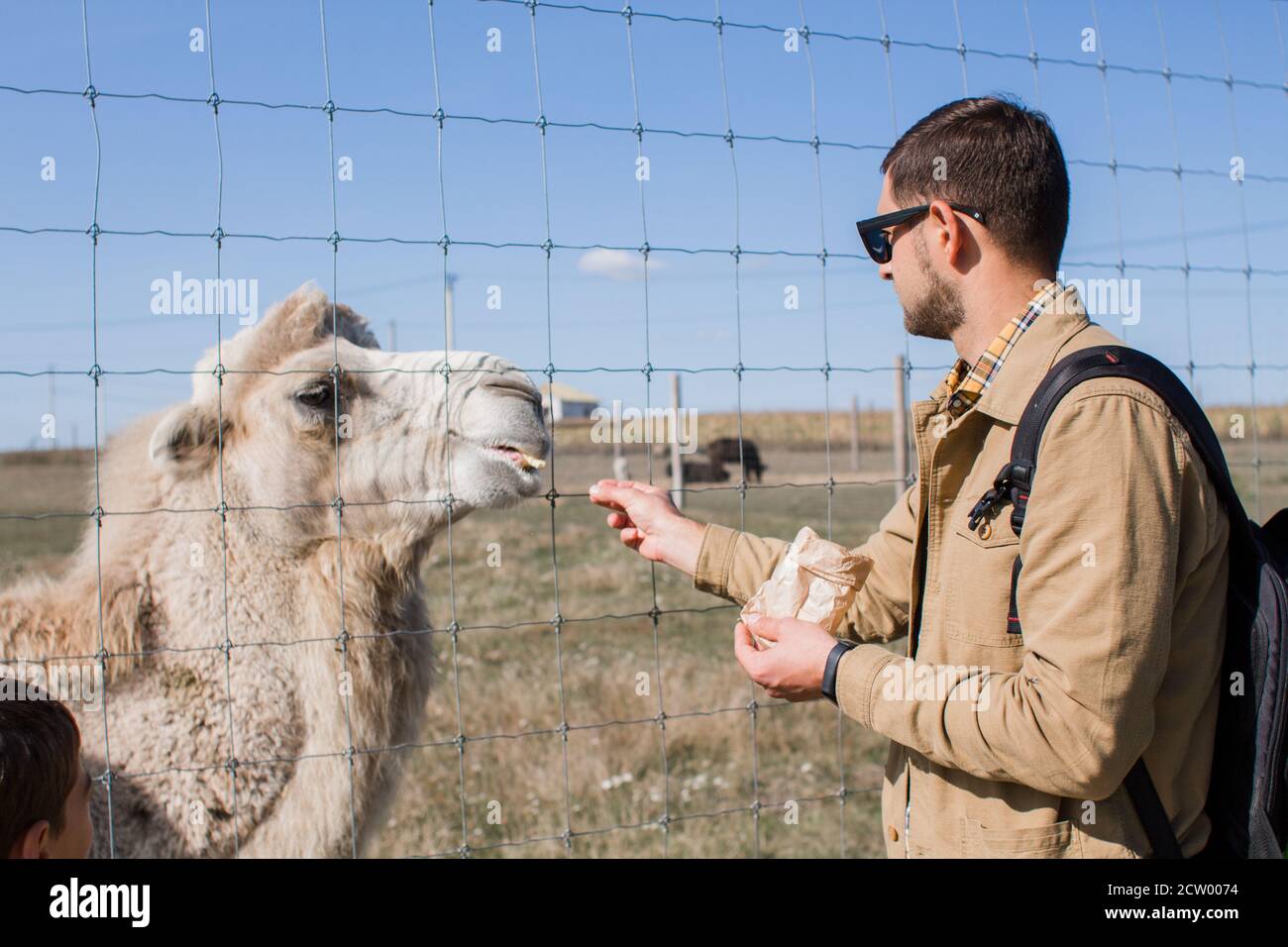 a man feeding camel at the zoo Stock Photo - Alamy