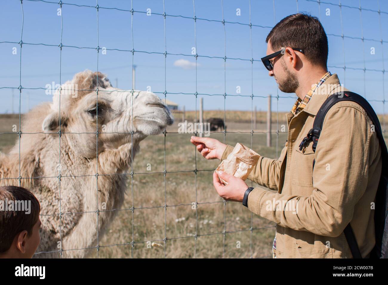 a man feeding camel at the zoo Stock Photo - Alamy