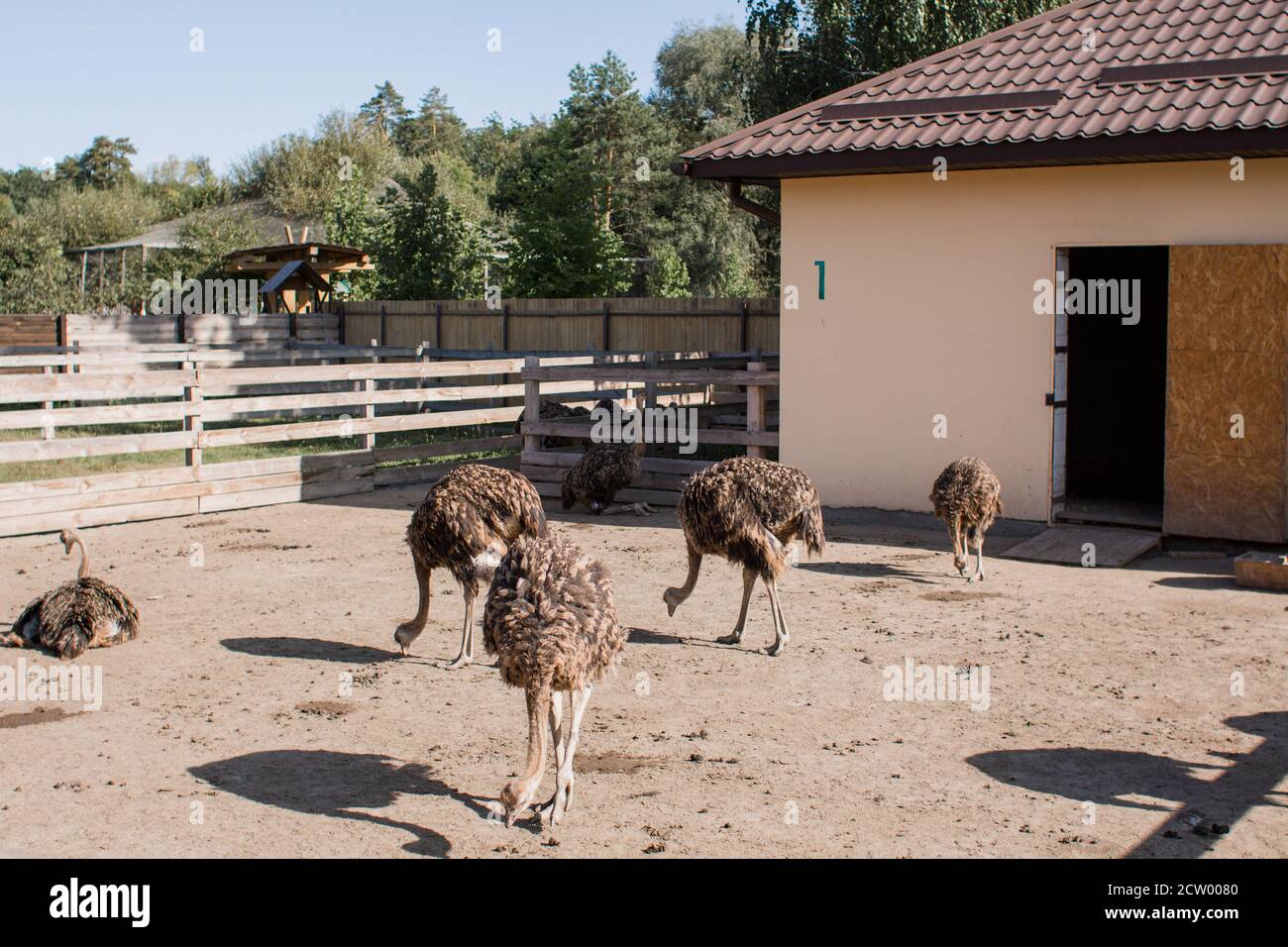 ostriches on ostrich farm outside the fence Stock Photo - Alamy