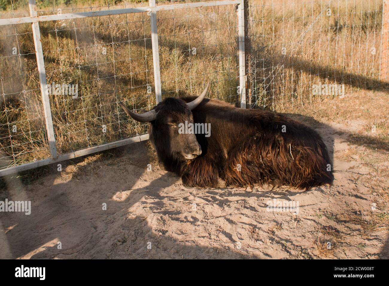 a big bull sleeping on the ground Stock Photo - Alamy