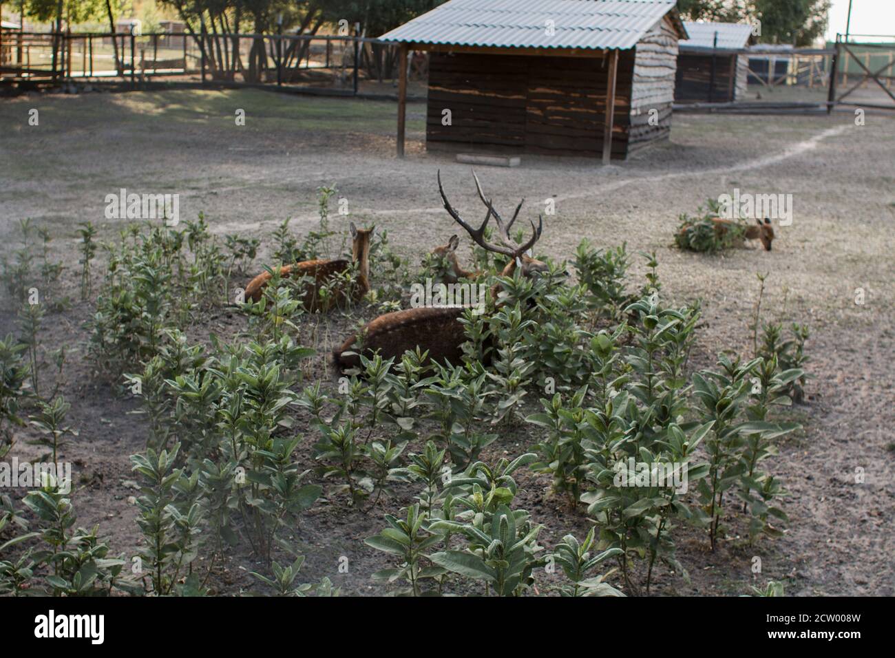 Zoo animals waking up hi-res stock photography and images - Alamy