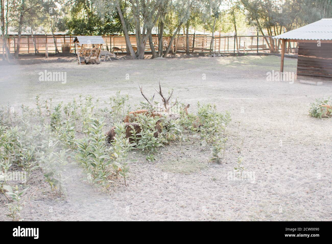Zoo animals waking up hi-res stock photography and images - Alamy