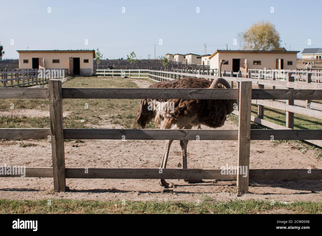 ostriches on ostrich farm outside the fence Stock Photo - Alamy