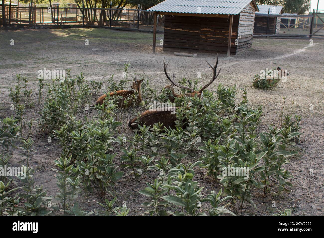 deer in the zoo sleep in bushes Stock Photo - Alamy