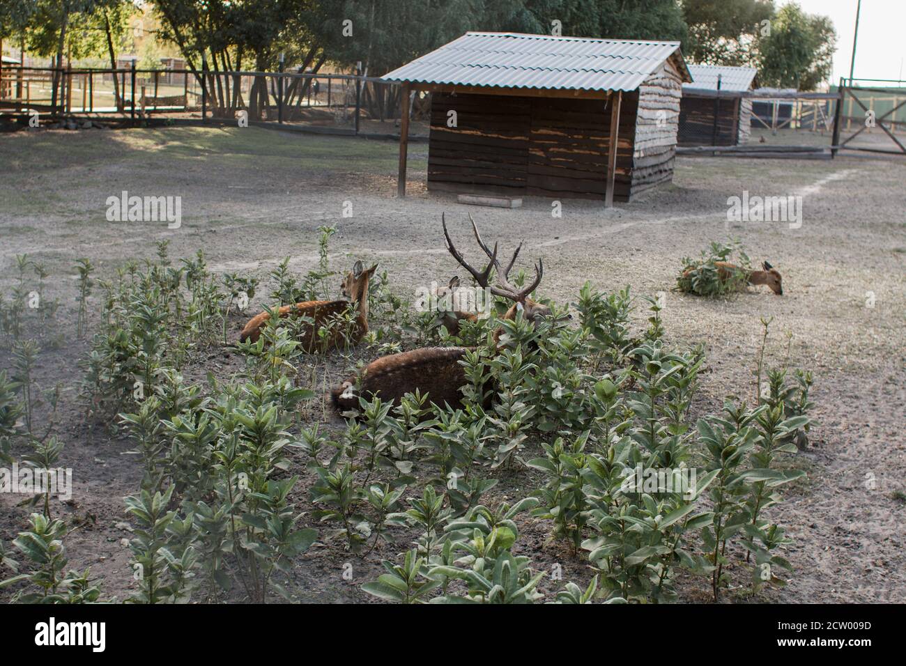 Zoo animals waking up hi-res stock photography and images - Alamy