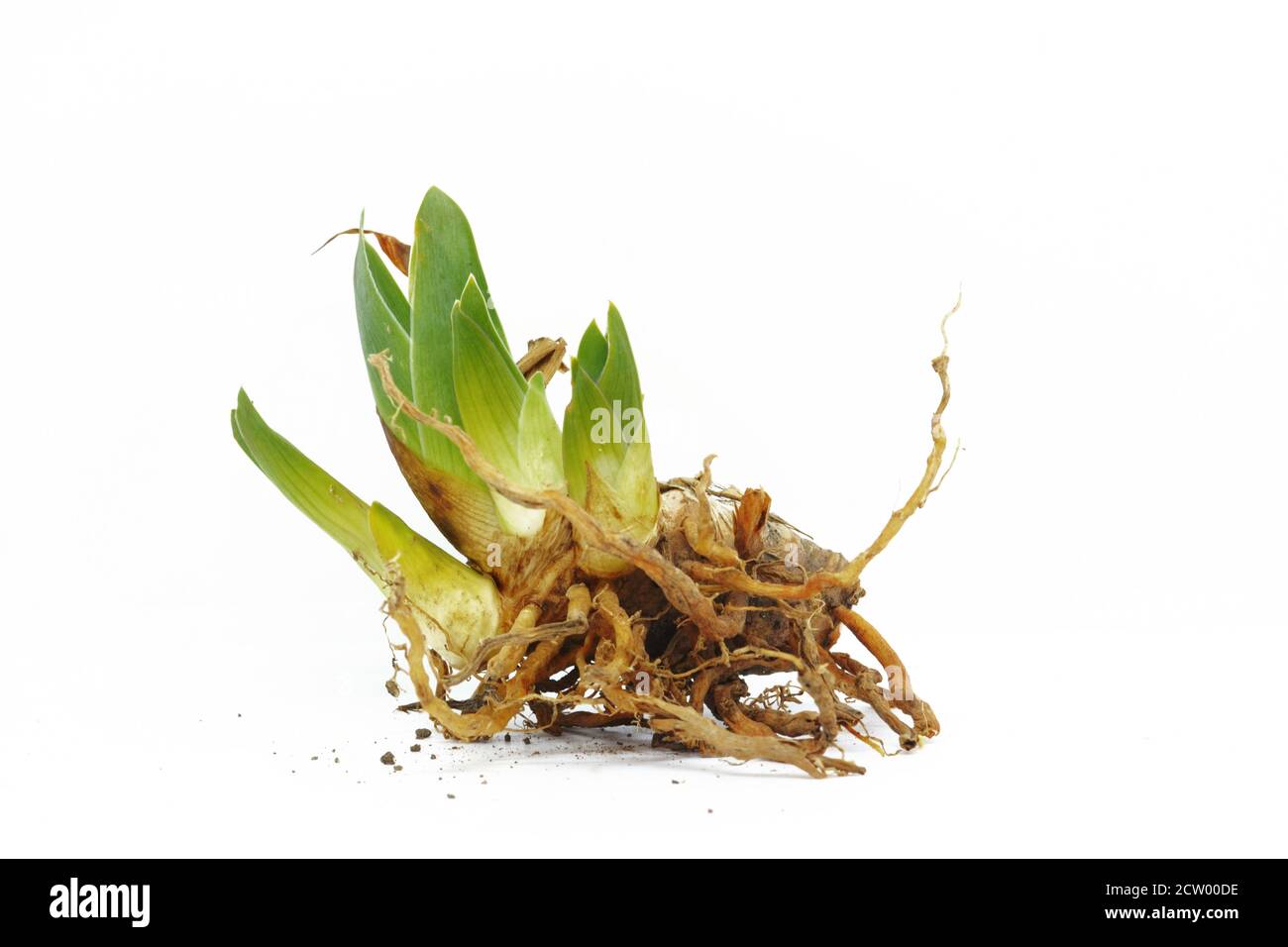 Iris rhizome isolated root hi-res stock photography and images - Alamy