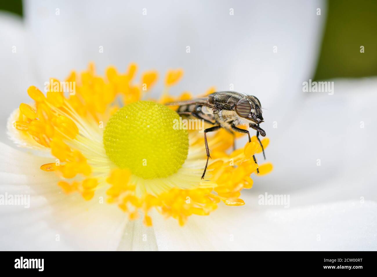 Stomorhina lunata with japanese anemone, Anemone hupehensis var ...