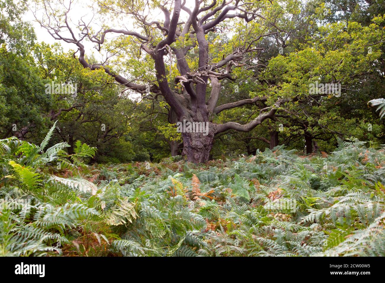 Ancient tree surrounded by ferns Stock Photo - Alamy